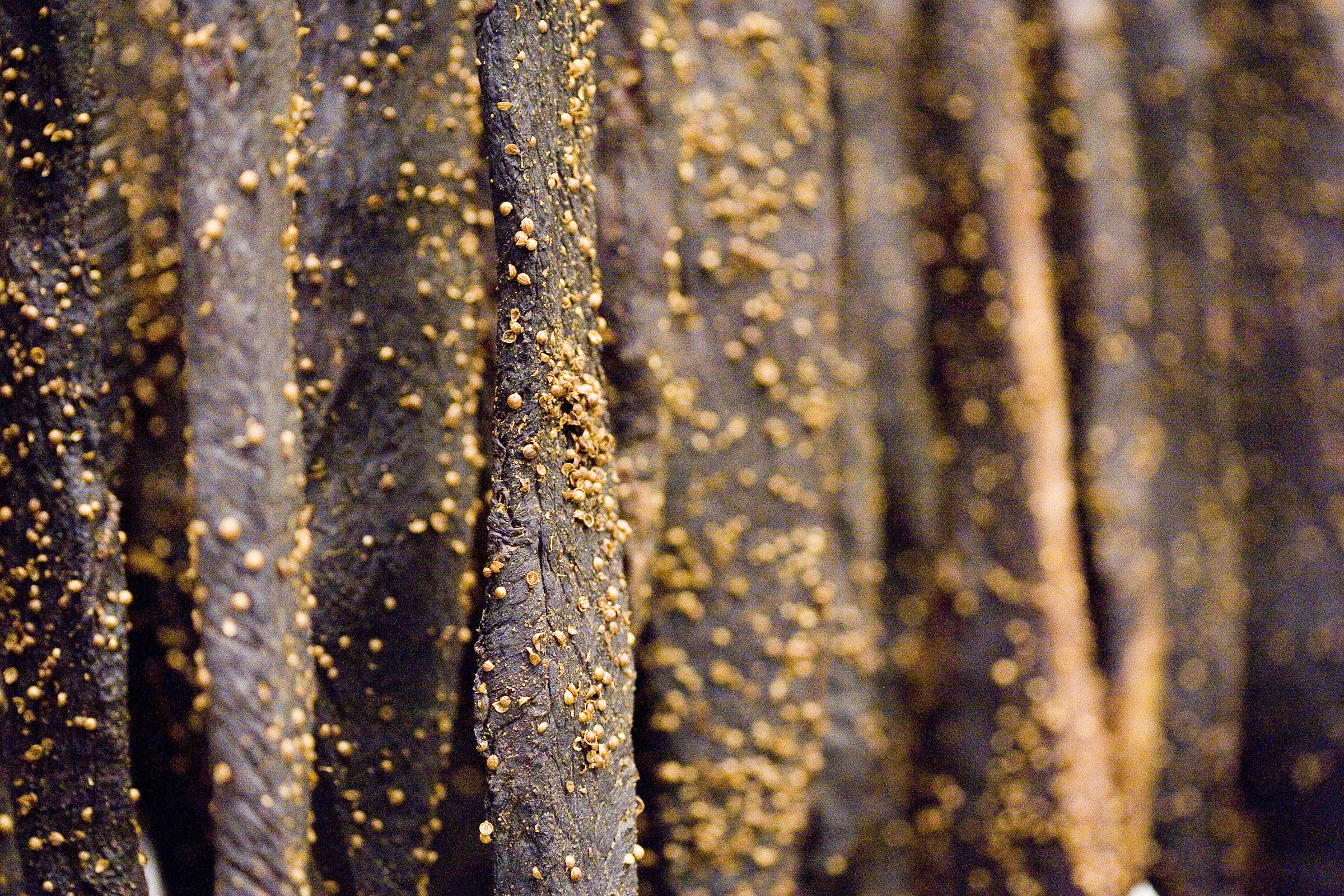 Prime Bite - PrimeBite